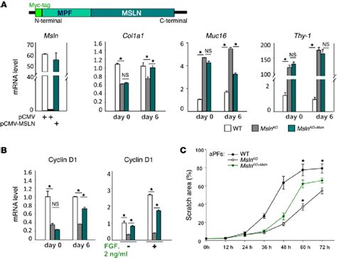 Msln Muc16 Signaling Regulates Thy 1 Tgfβri And Akt Fgfr1 Pathways In