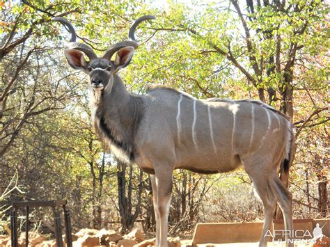 Kudu South Africa