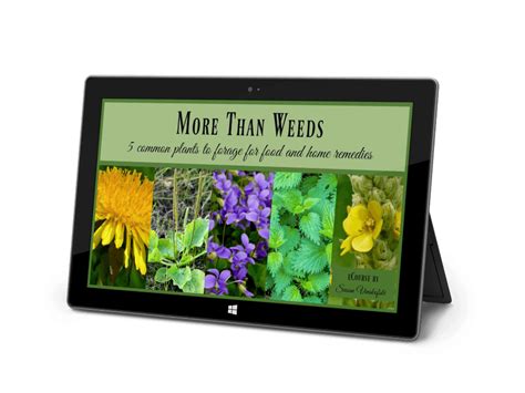 How To Identify And Use Pine Spruce Fir And Hemlock