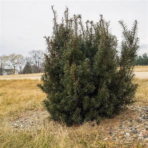 Hicks Yews