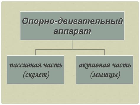 Скелет человека Строение скелета Значение скелета презентация онлайн
