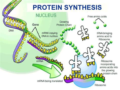 Protein Synthesis