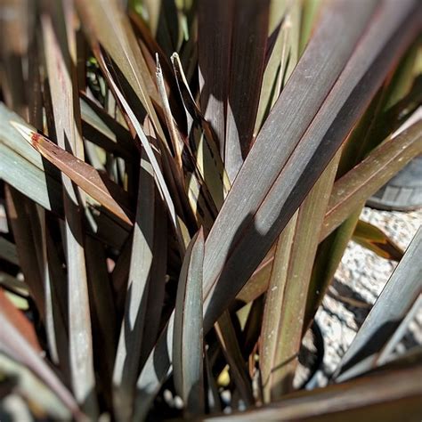 Phormio Rubra Comprar En Vivero Mario