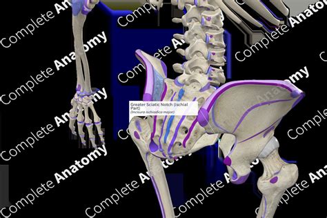 Greater Sciatic Notch Ischial Part Complete Anatomy