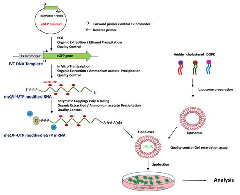 Using Lipid Nanoparticles For The Delivery Of Chemically Modified MRNA Into Mammalian Cells