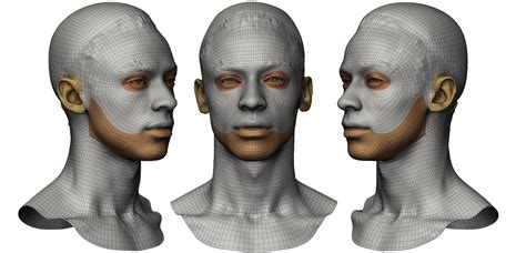 Male And Female 3d Head Models From 3d Scans
