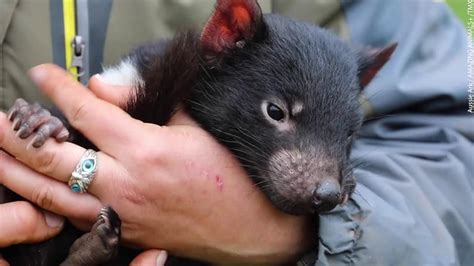 Tasmanian Devil Joeys Born At Sanctuary In Australia Receive First Health Checks [video]