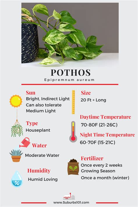 8 Tips On How To Care For Your Pothos Epipremnum Aureum Infographic