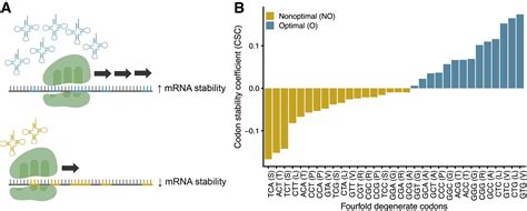 Natural Selection Shapes Codon Usage In The Human Genome The American Journal Of Human Genetics