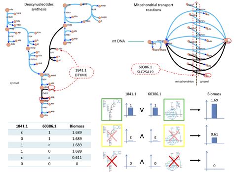 Large Scale Genetic Exploration Of Genome Wide Models An Application To Human Cancer Metabolism