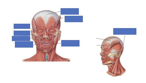 Diagram Muscles Of Facial Expression Diagram Quizlet