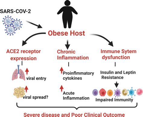 The Complexity Of Obesity And Covid 19 Vida Wellness And Beauty