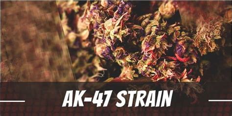 Ak 47 Strain Review