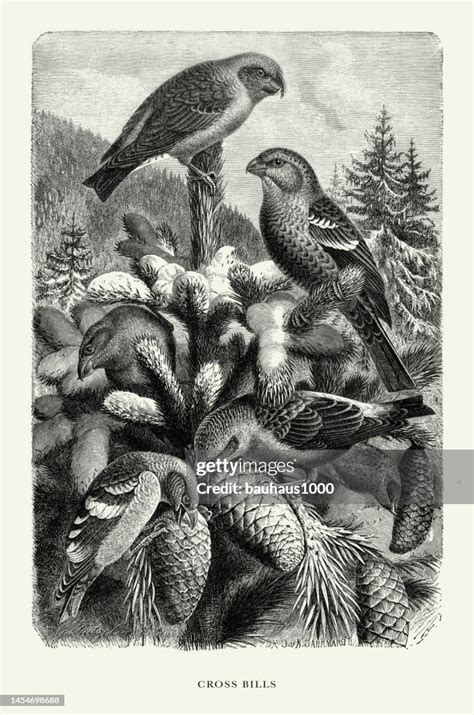 Antique American Engraving Cross Bills Bird Natural History 1885 High