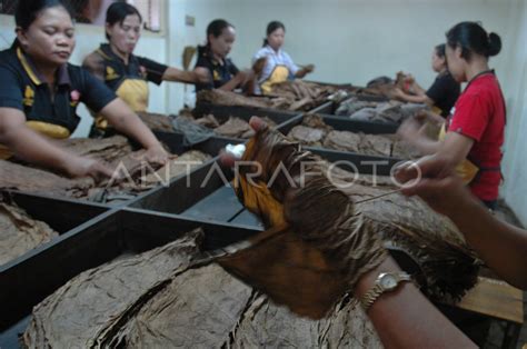 Produksi Cerutu Antara Foto