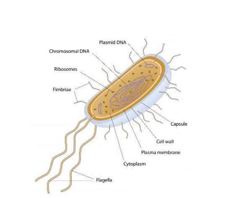 Class Chrysophyceae Biology Ease