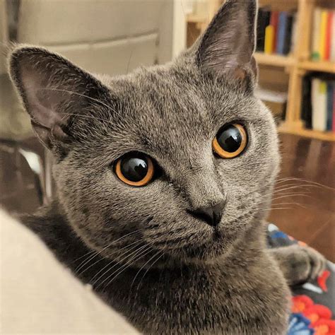 Feline 411 All About The Chartreux Cat Breed Artofit