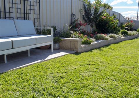 Your Complete Guide To Buffalo Grass Tips On Growing Killing Weeds