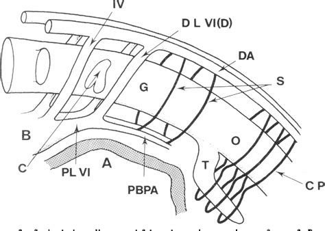 Figure 6 From Development Of The Right Outflow Tract And Pulmonary