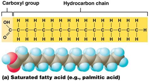 Lipids And Proteins Structure And Function Flashcards Quizlet