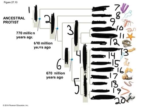 Ancestral Protist Chart Flashcards Quizlet
