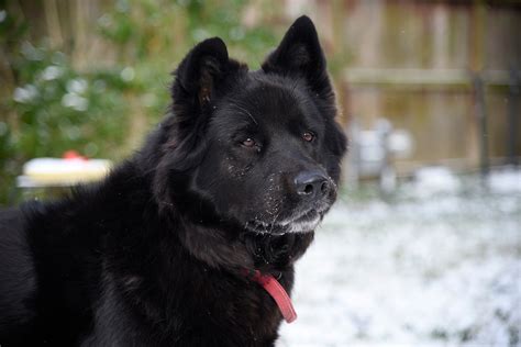 Black German Shepherd Chow Mix Puppies