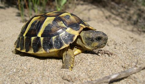 Do All Turtles Hibernate Dormancy Of Different Turtle Species