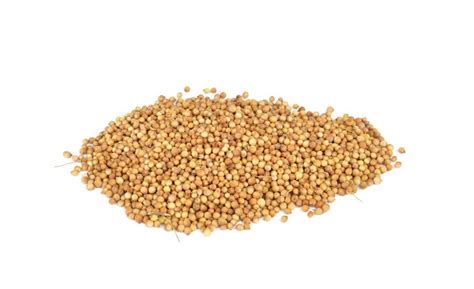 Sjemenke Korijandera 100g Brewshop Hr