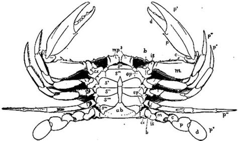 Fiddler Crab Diagram