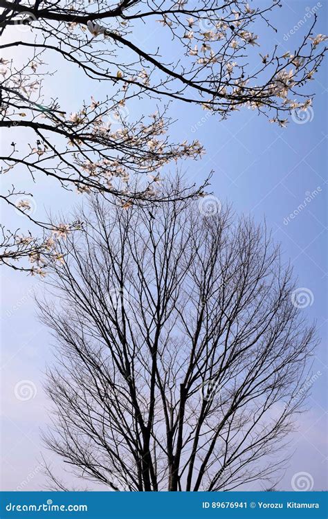 Early Spring Trees Stock Image Image Of Early Asia 89676941