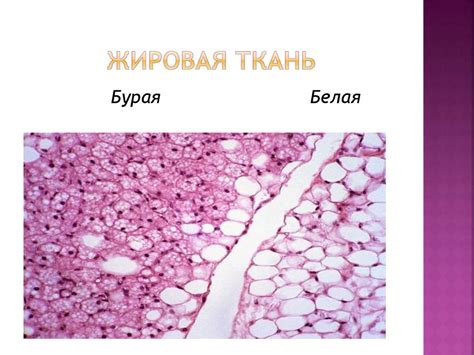 Морфофункциональная характеристика соединительных тканей презентация онлайн