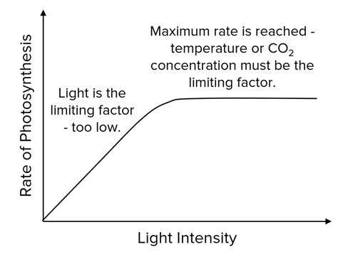 Does Light Intensity Affect The Rate Of Photosynthesis Detroit Chinatown
