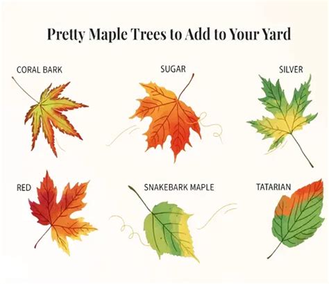 Sugar Maple Tree Forestry Com