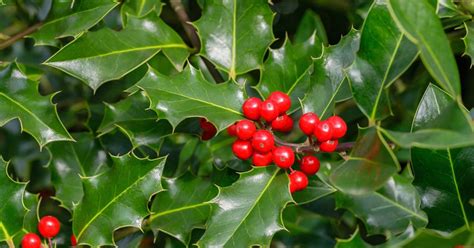 Holly Planting Care And Propagation Guide The Garden Magazine
