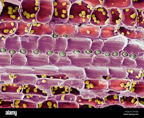 Xylem Plant Cells Coloured Scanning Electron Micrograph Sem Of A