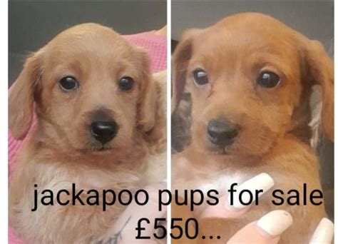 Jackapoo Dog Breed Ukpets