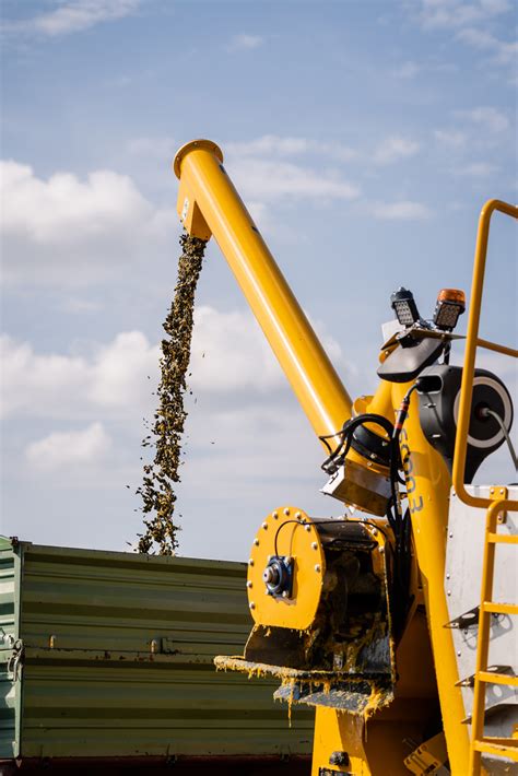Pumpkin Harvester Ascon3 PhÖnix The Yellow Revolution