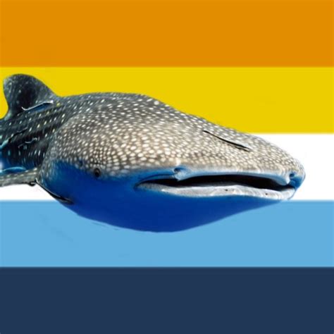 Shark Pride Flags Whale Aroace Whale Shark Meme Whale Shark Therian