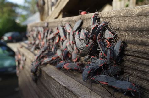 Boxelder Bugs Love Trees — But They Like Houses More
