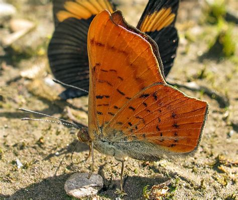 Emesis Angularis John Vallender Flickr