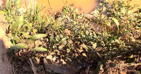 Migori Business Community Put On Notice For Violating Nema Guidelines