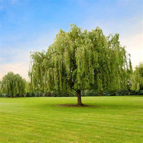 Weeping Willow Tree Salix Sepulcralis Chrysocoma Golden Weeping