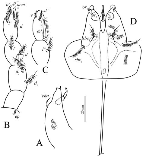 Echinoeupodes Echinus Sp N Female A Chelicera In Lateral View