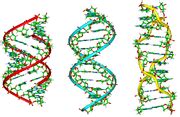 Molecular Models Of Dna Wikipedia