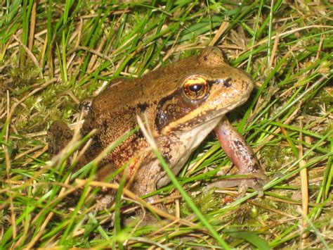Another Pic Of The Frog Teal Echo Flickr