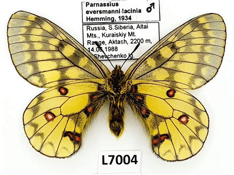 Parnassius Eversmanni Lacinia Male A1 Russia Very Rare Form Planeta De Mariposas