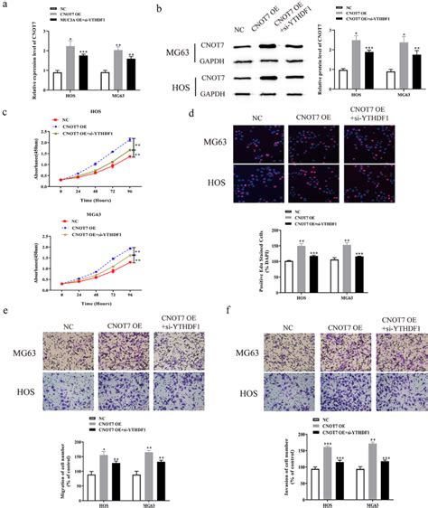 Methylation Recognition Protein Yth N6 Methyladenosine Rna Binding Protein 1 Ythdf1 Regulates
