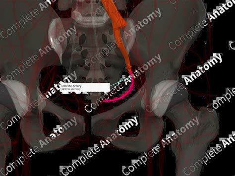 Uterine Artery Left Complete Anatomy