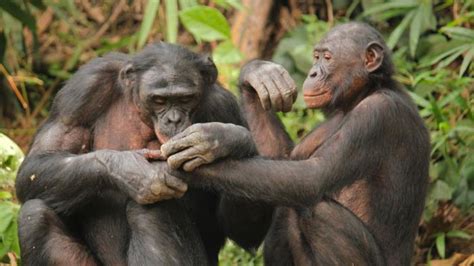 Apes Use Make Up Sex For Bonding Revealing How Human Intimacy Began