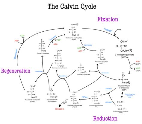The Calvin Cycle ChemTalk